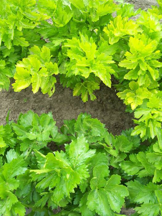 Selder :: Homemade Homegrown by Bianca