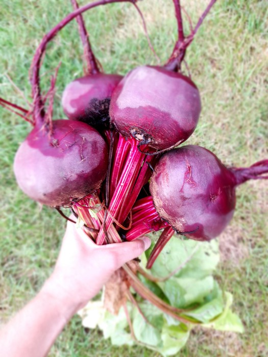 Rode biet :: Homemade Homegrown by Bianca