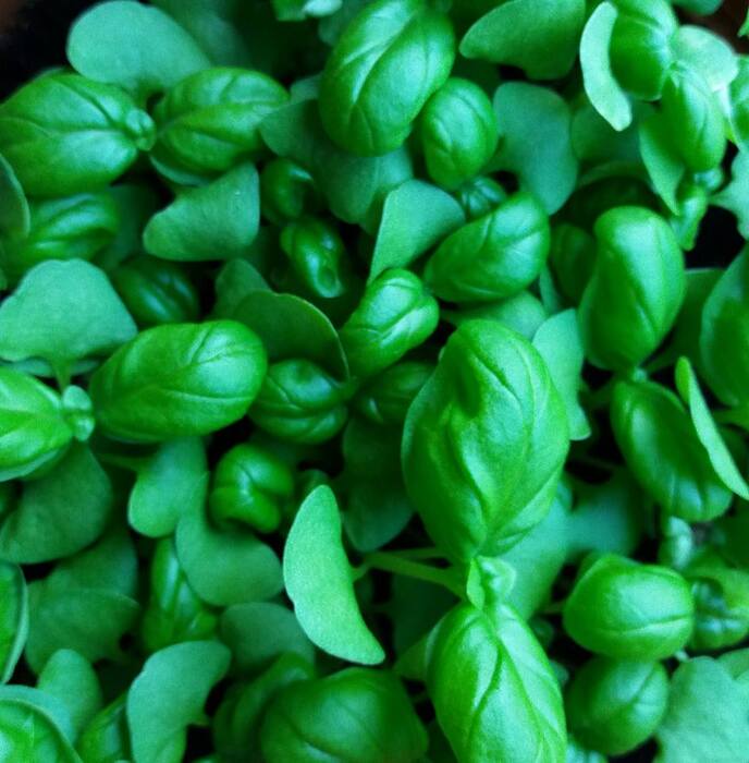 Basilicum :: Homemade Homegrown by Bianca