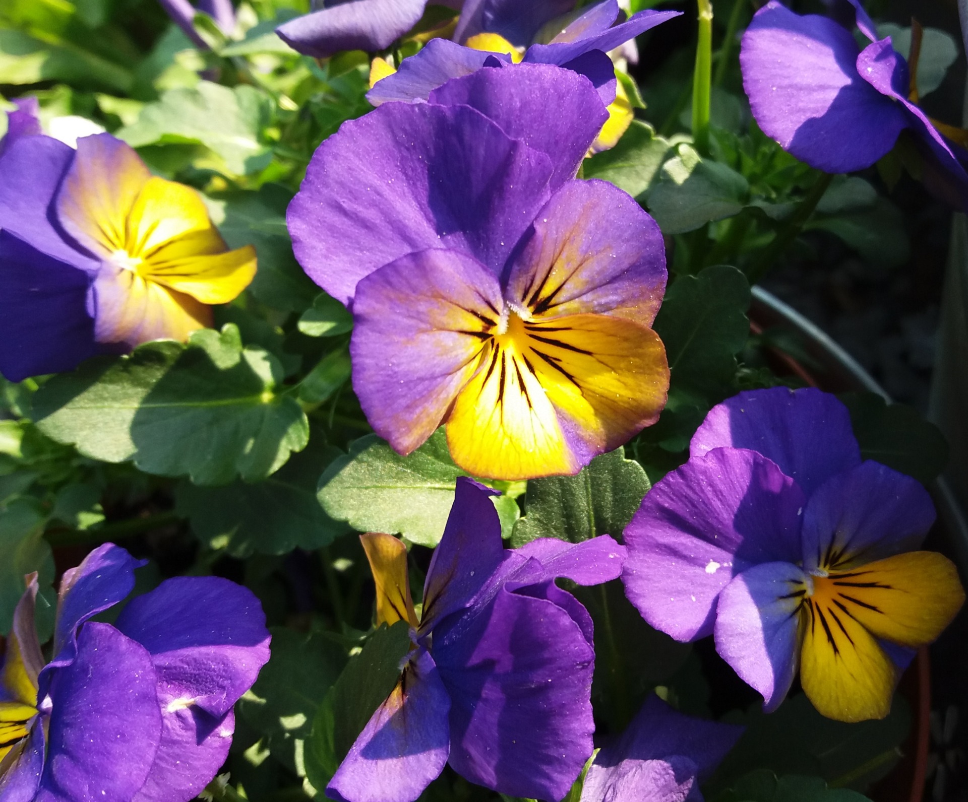 Viooltjes :: Homemade Homegrown by Bianca