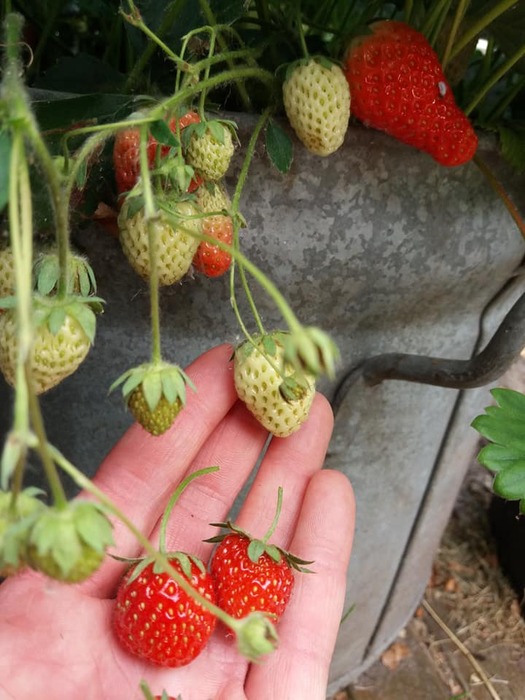 Aardbeien :: Homemade Homegrown by Bianca