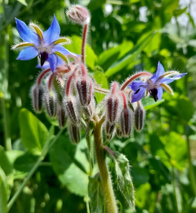 Bernagie :: Homemade Homegrown by Bianca