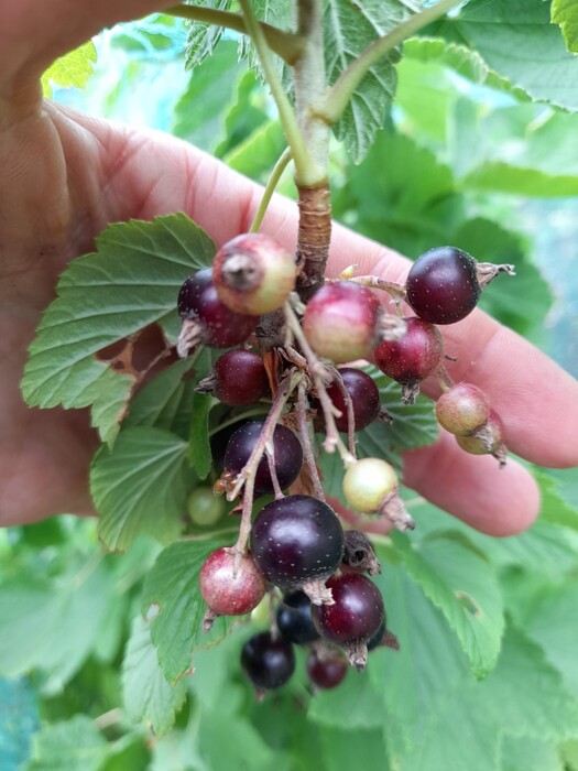 Zwarte bes - Ribes nigrum :: Homemade Homegrown by Bianca