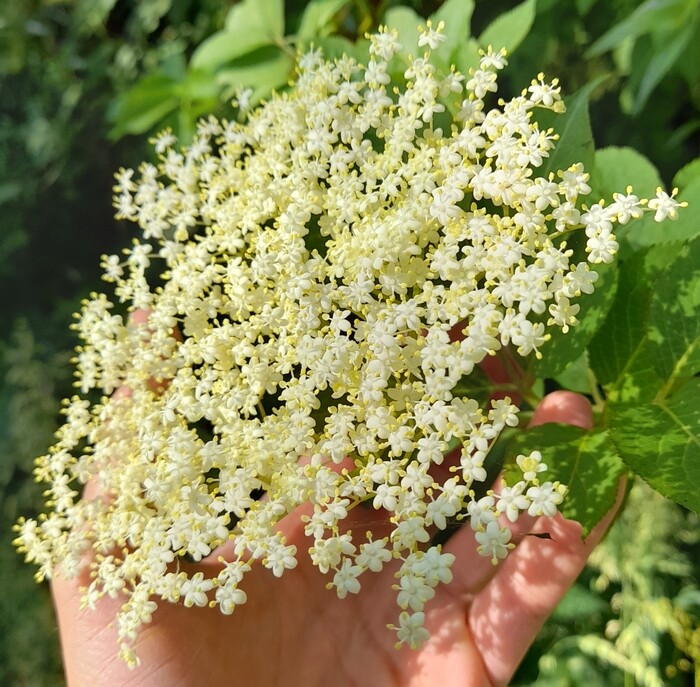 Vlierbessen :: Homemade Homegrown by Bianca