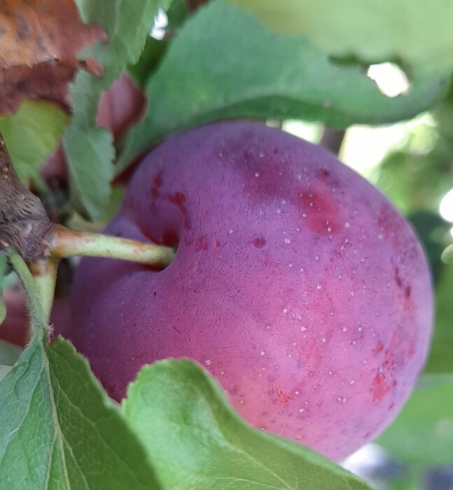 Pruim - Opal :: Homemade Homegrown by Bianca