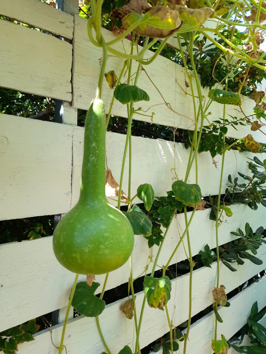 Kalebas :: Homemade Homegrown by Bianca