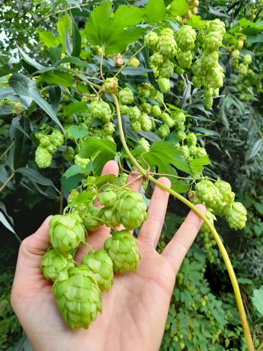 Hop :: Homemade Homegrown by Bianca