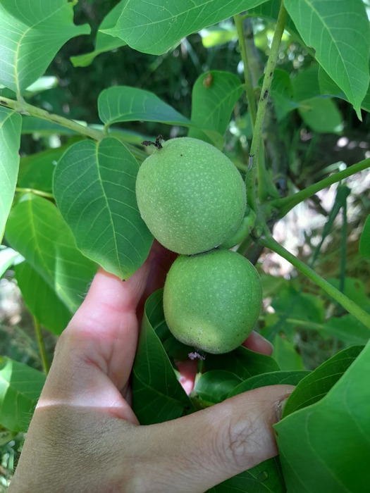 Okkernoot :: Homemade Homegrown by Bianca