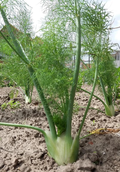 Venkel :: Homemade Homegrown by Bianca