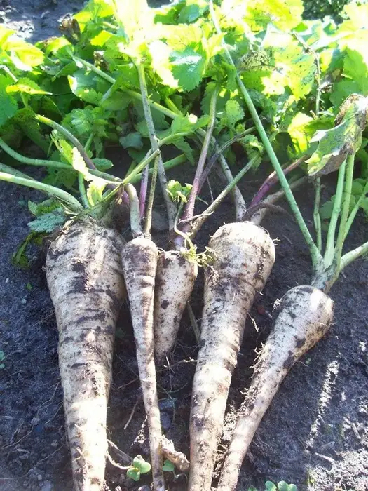 Pastinaak :: Homemade Homegrown by Bianca