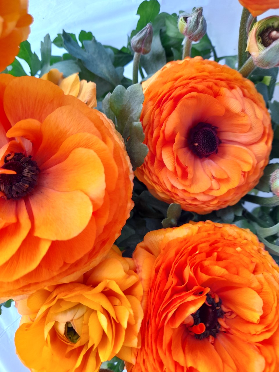 Ranonkel Ranunculus Homemade Homegrown By Bianca