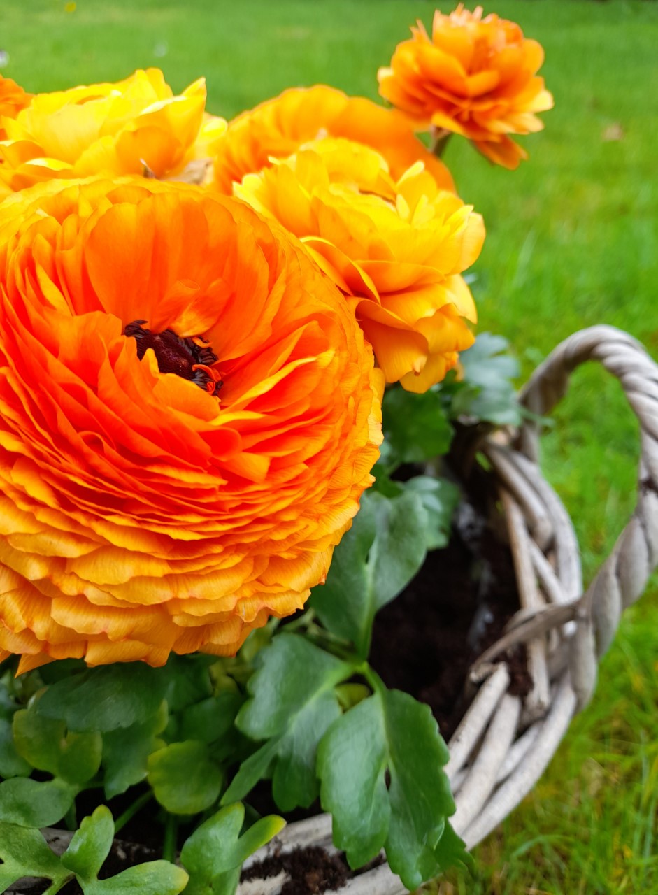 Ranonkel Ranunculus Homemade Homegrown By Bianca