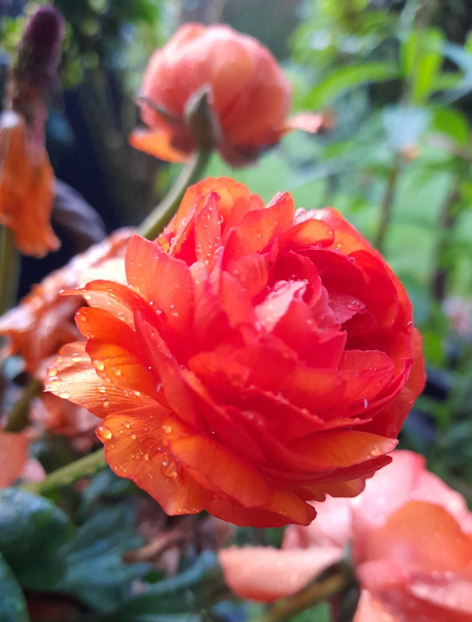 Ranonkel Ranunculus Homemade Homegrown By Bianca