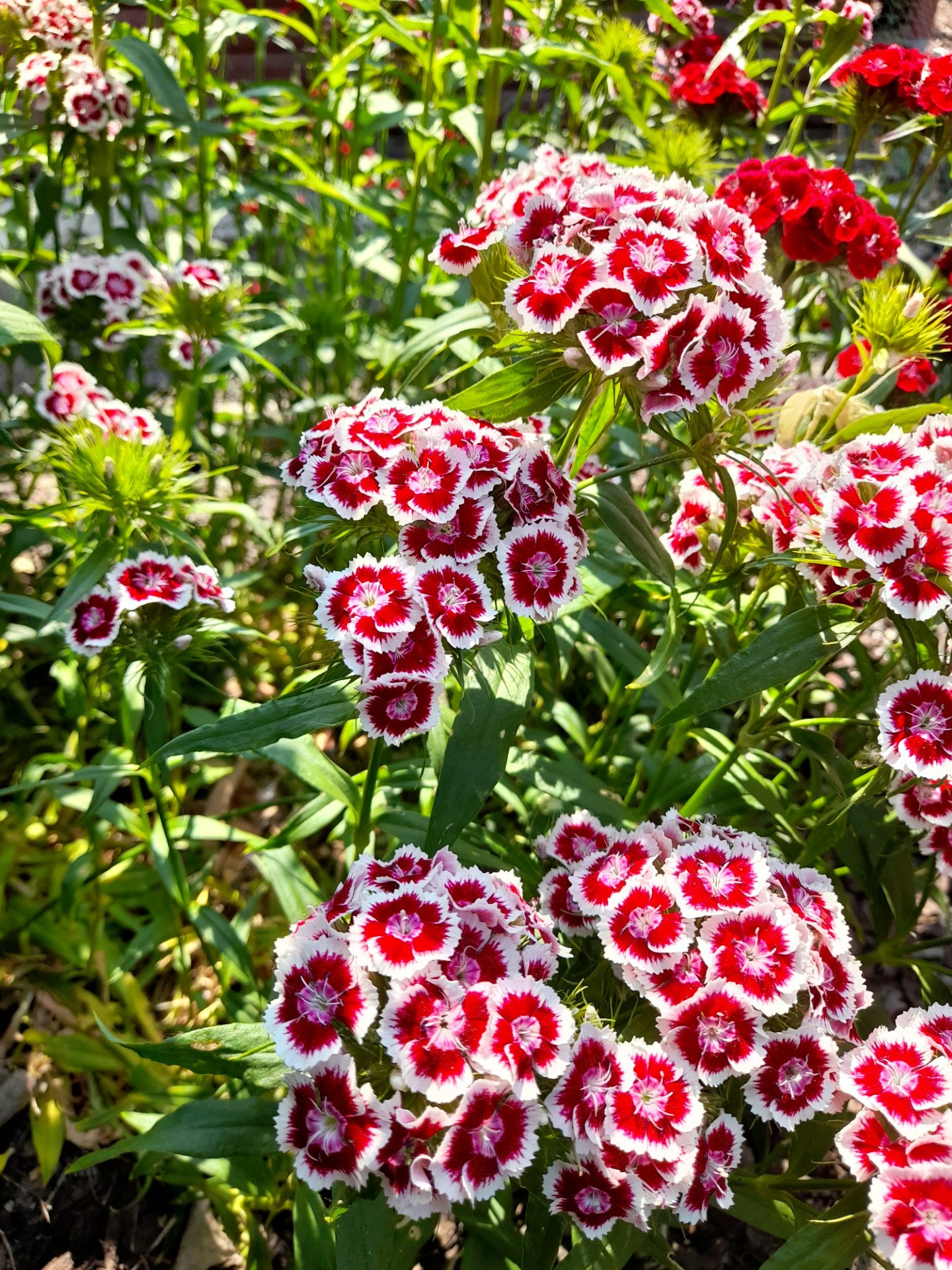 Duizendschoon (Sweet William) :: Homemade Homegrown by Bianca