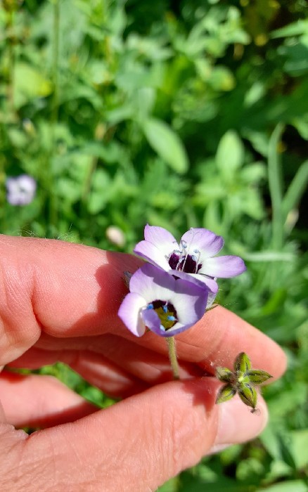 Vogeloogjes - Gilia Tricolor Benth :: Homemade Homegrown by Bianca