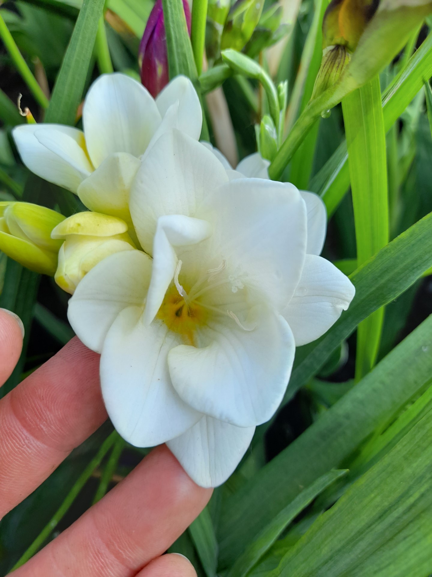 Fresia :: Homemade Homegrown by Bianca