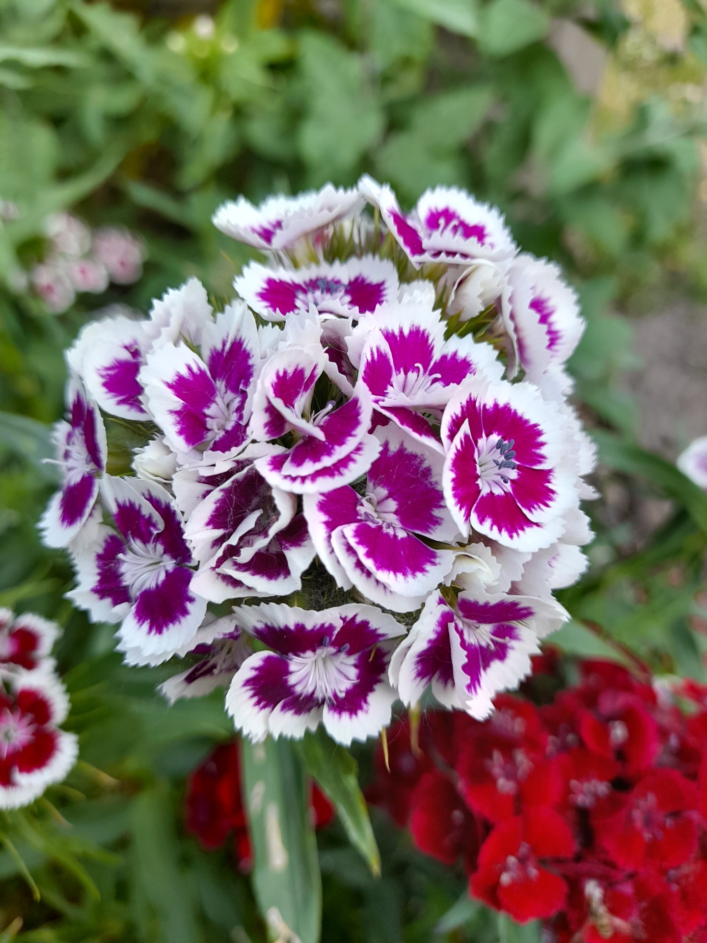 Duizendschoon (Sweet William) :: Homemade Homegrown by Bianca
