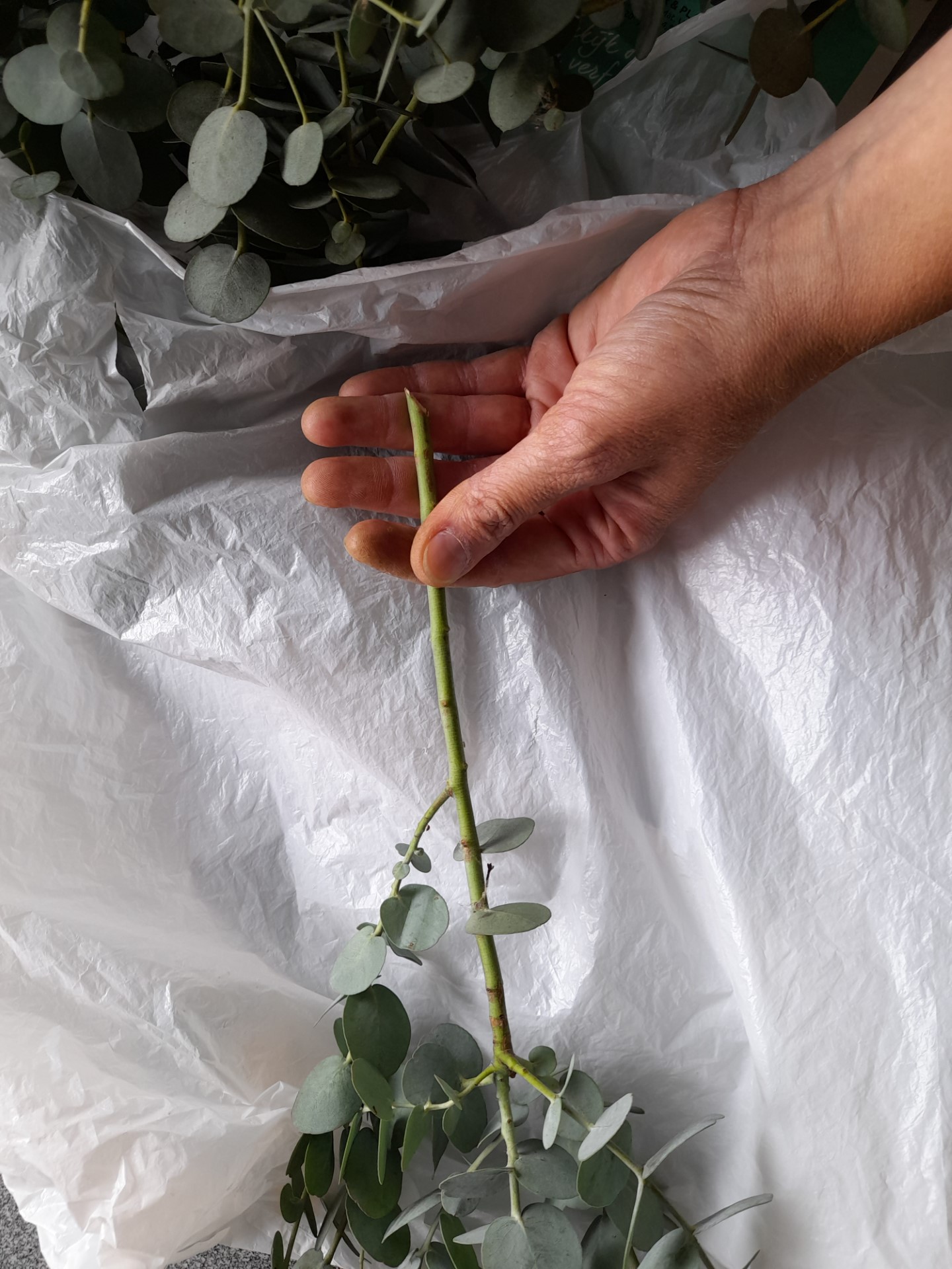 Eucalyptus Homemade Homegrown By Bianca