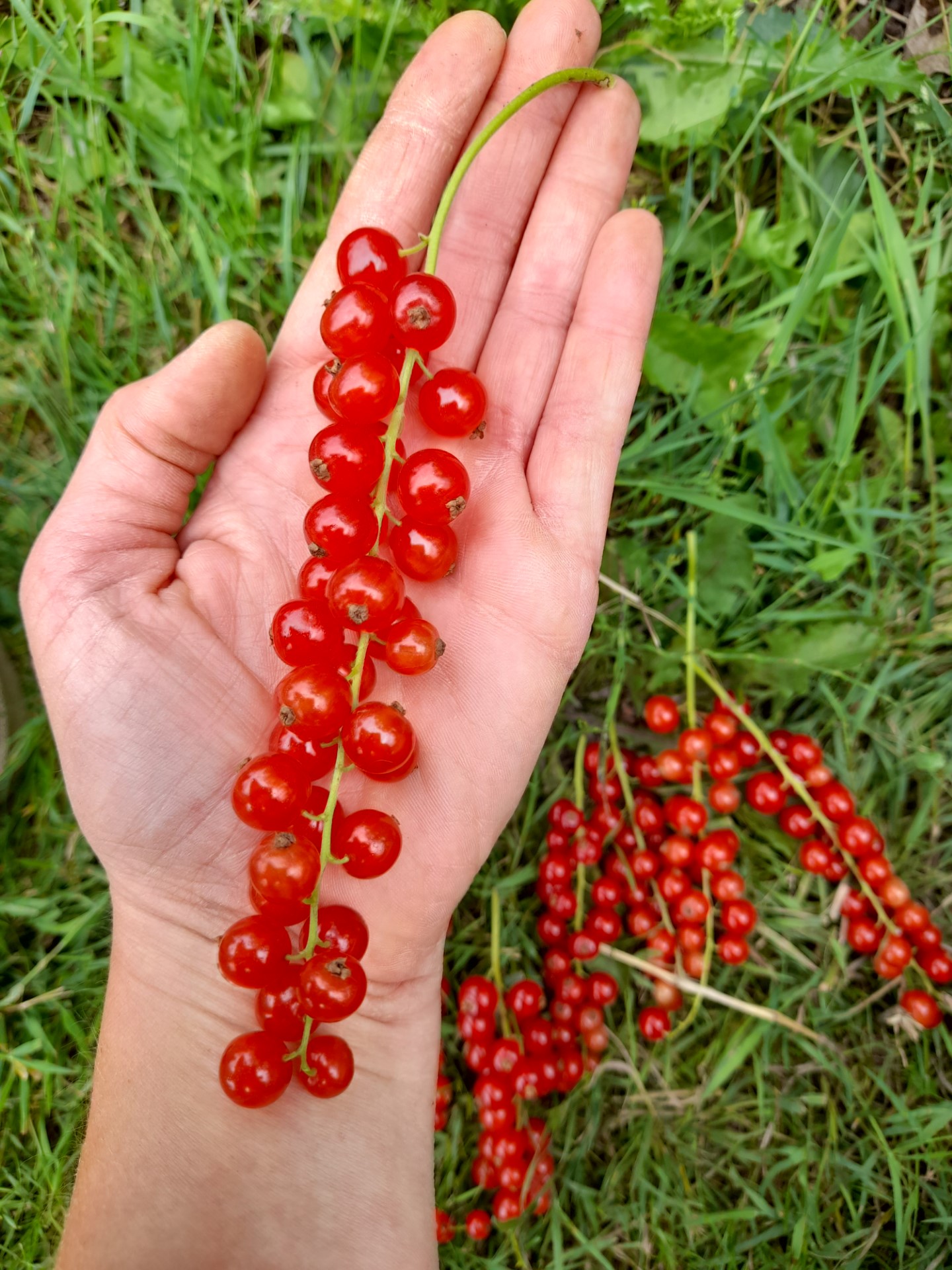 Rode bes - Ribes Rubrum :: Homemade Homegrown by Bianca