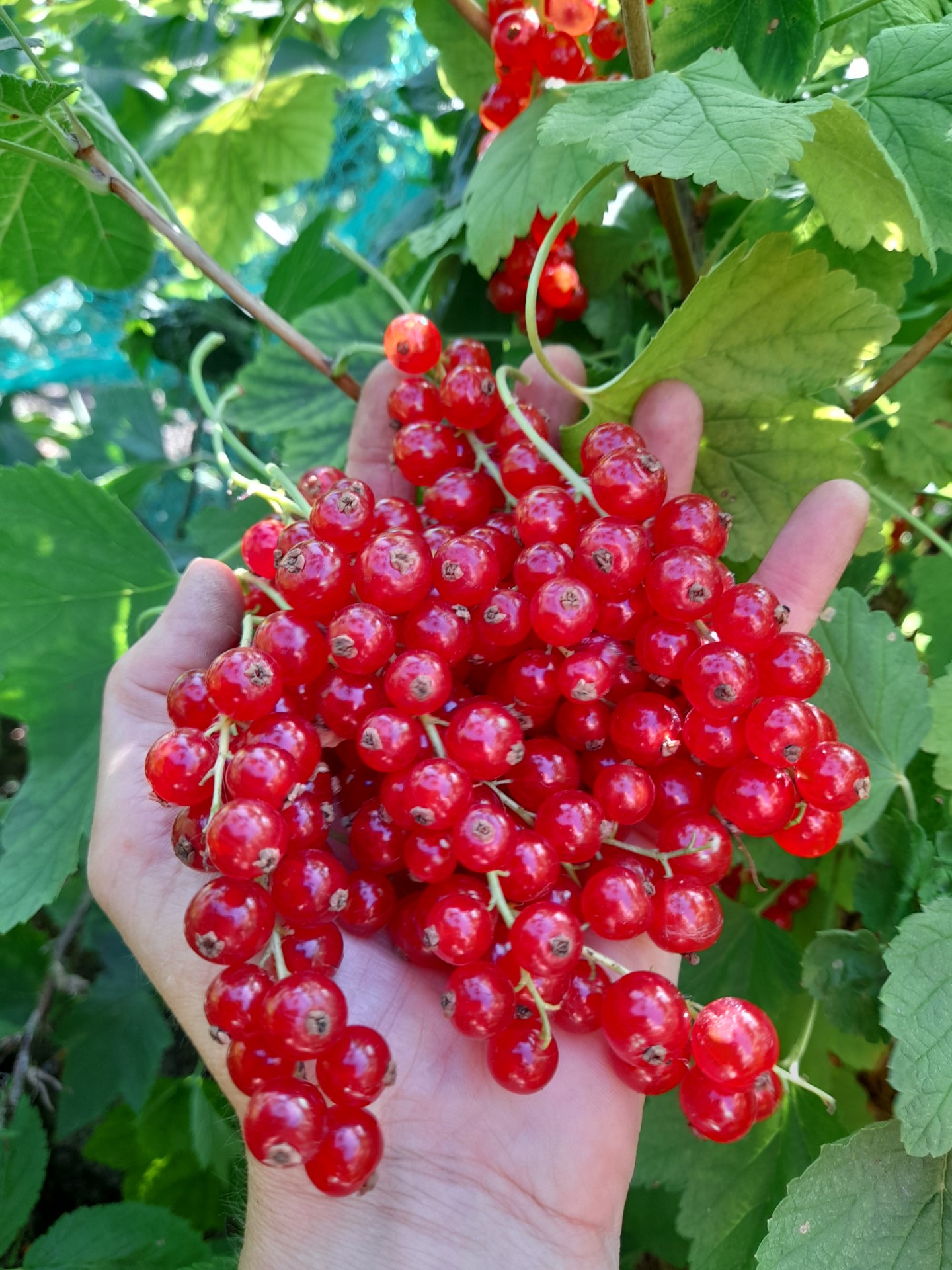 Rode bes - Ribes Rubrum :: Homemade Homegrown by Bianca