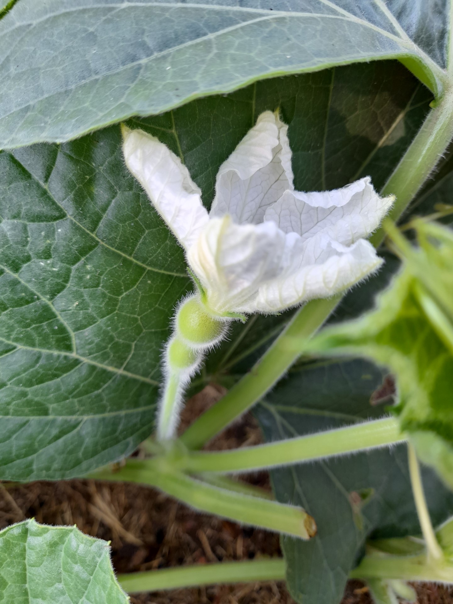 Kalebas :: Homemade Homegrown by Bianca