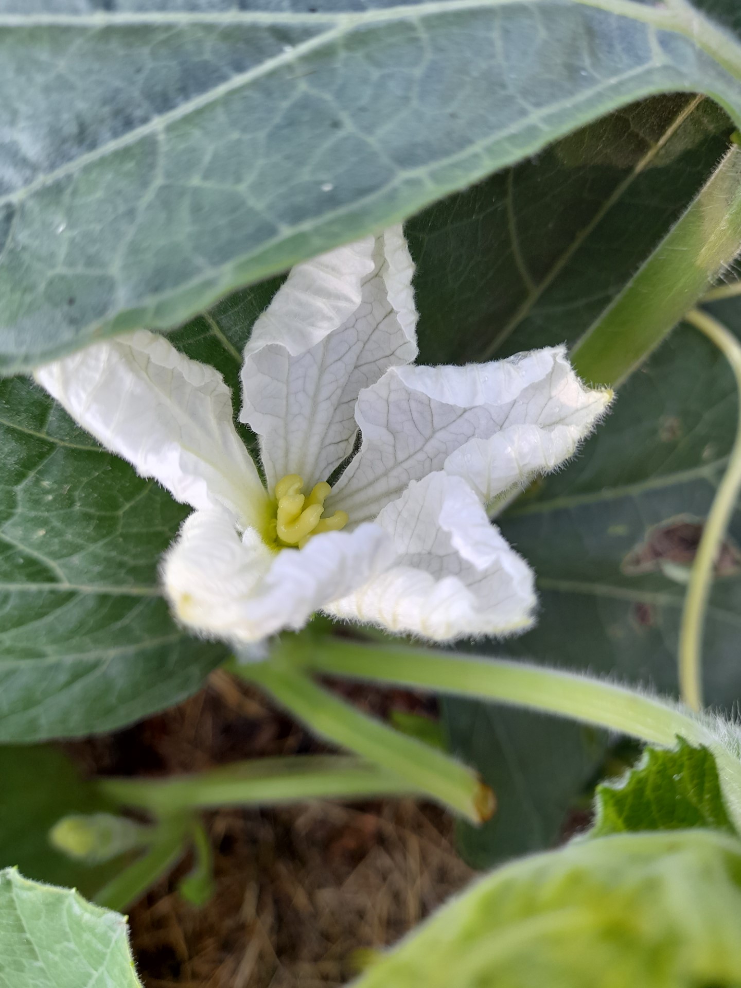 Kalebas :: Homemade Homegrown by Bianca