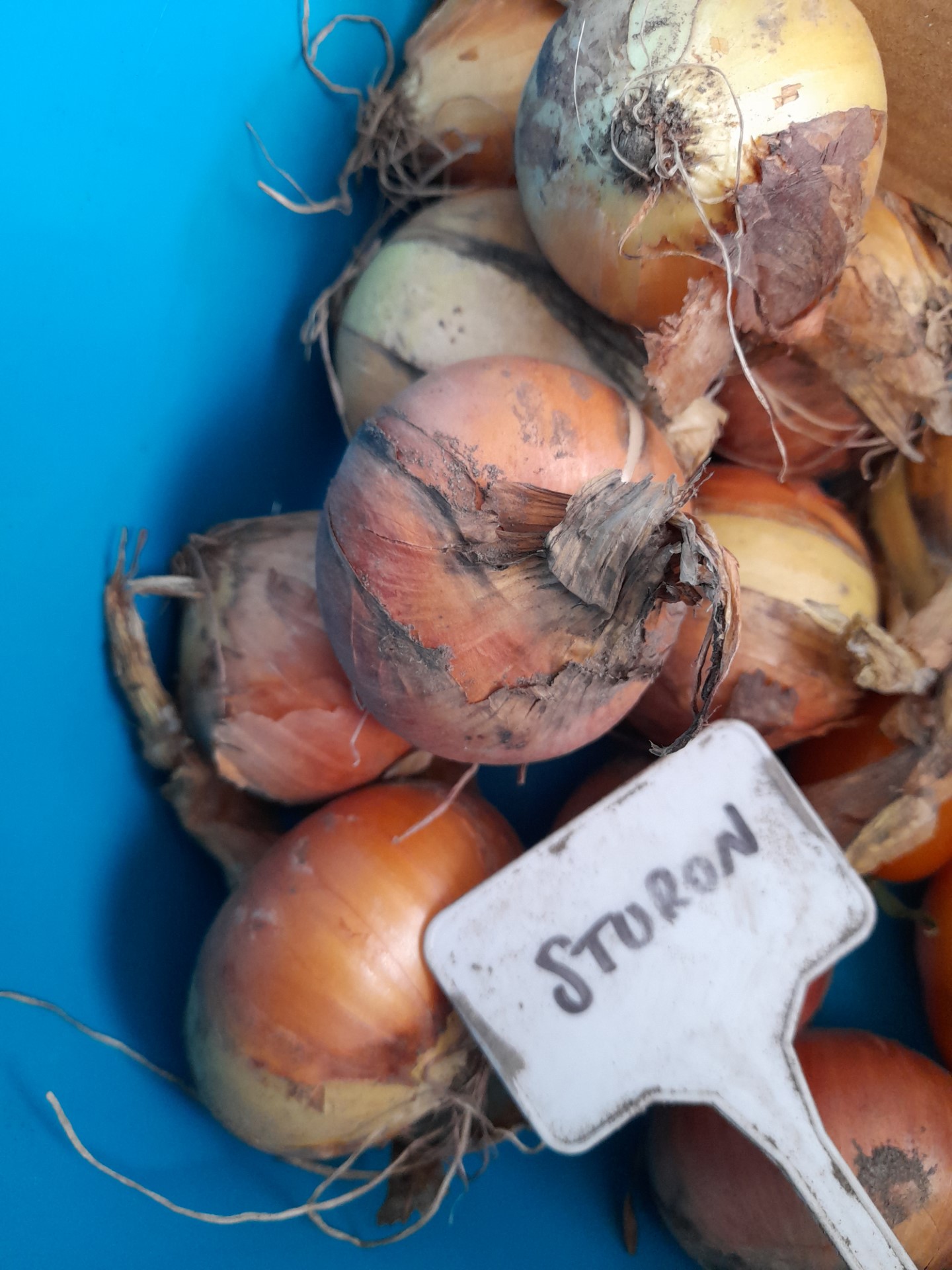 Ajuin :: Homemade Homegrown by Bianca