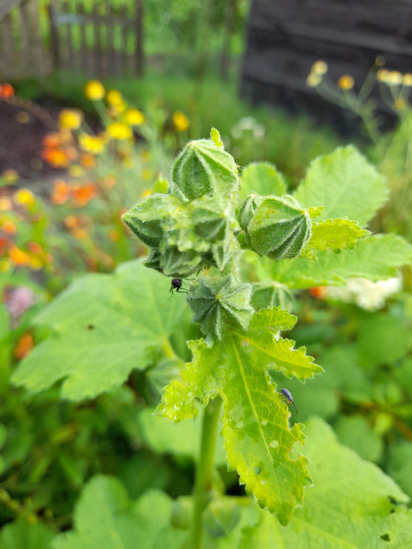 Stokroos :: Homemade Homegrown by Bianca