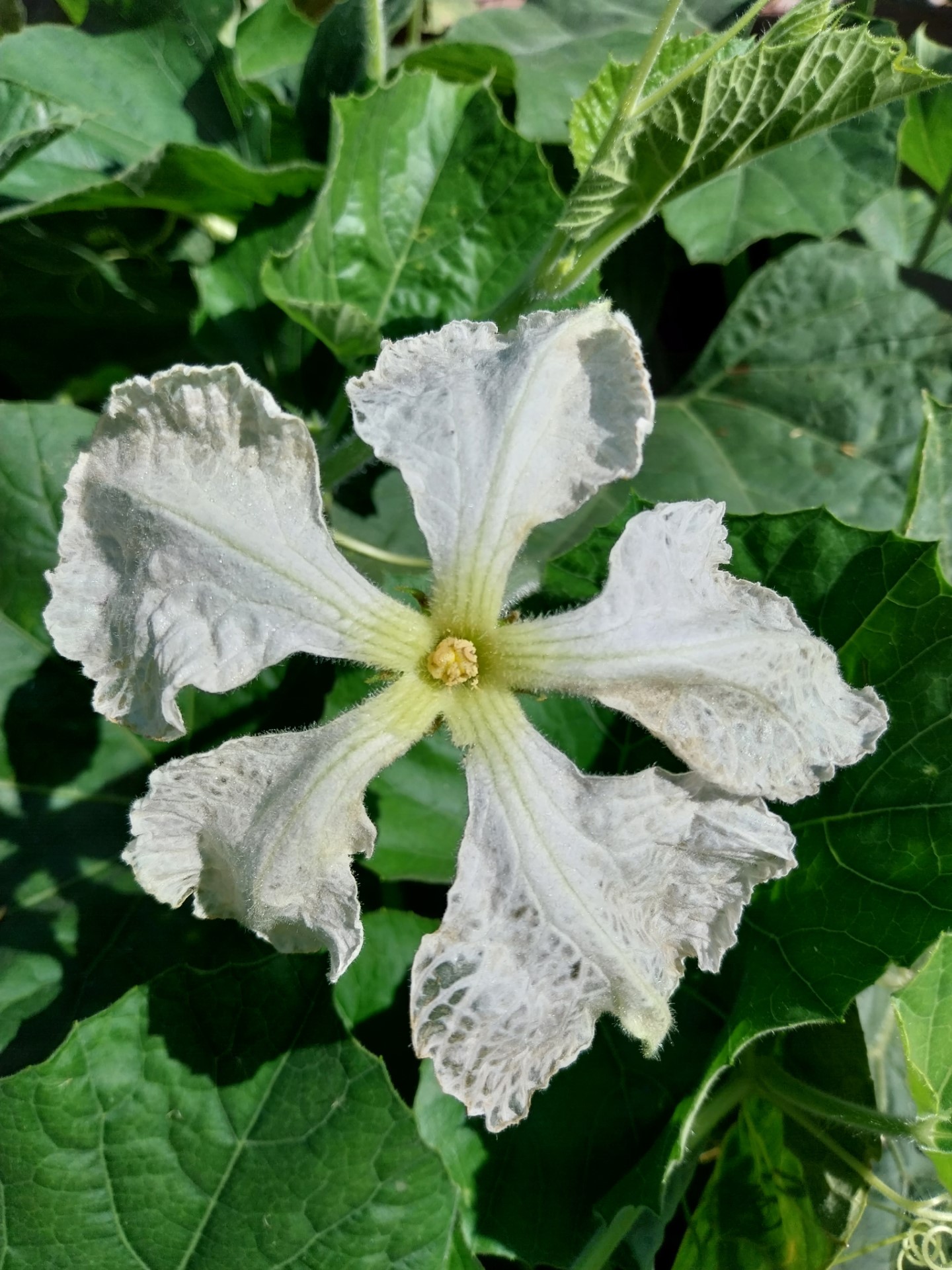 Kalebas :: Homemade Homegrown by Bianca