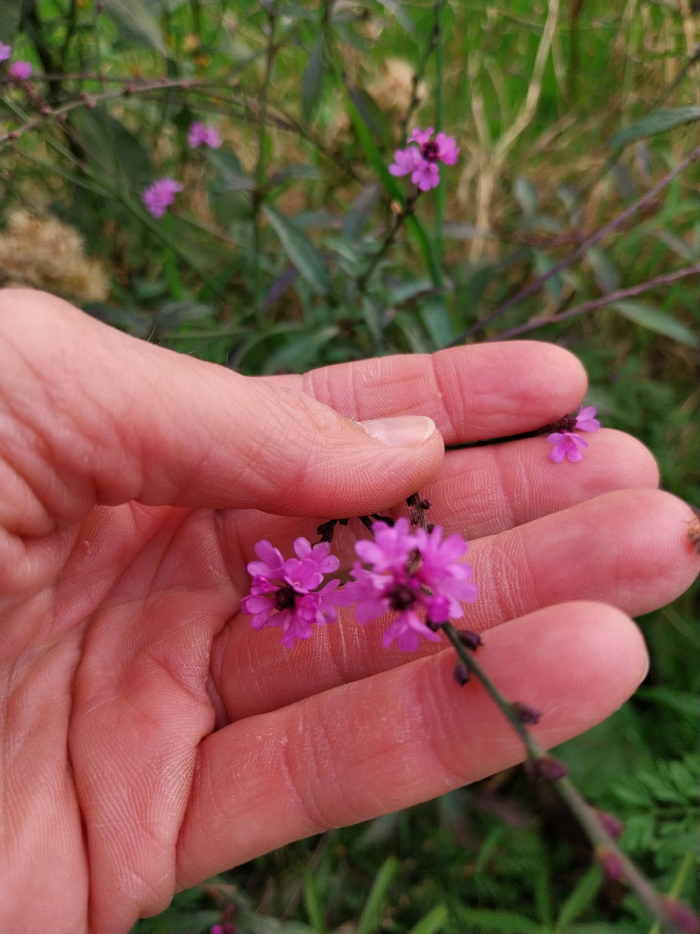 Ijzerhard :: Homemade Homegrown by Bianca