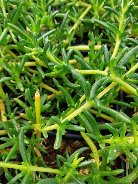 Zeebanaan :: Homemade Homegrown by Bianca