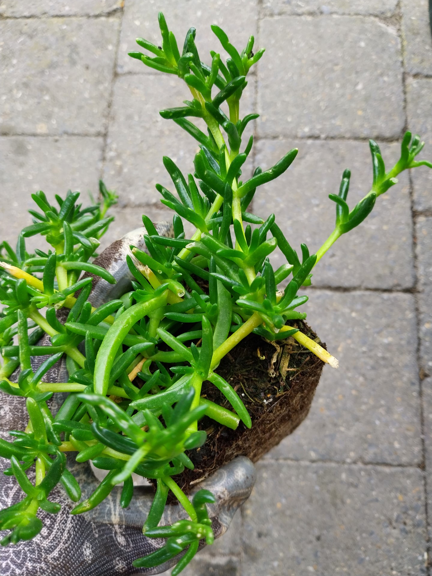 Zeebanaan :: Homemade Homegrown by Bianca