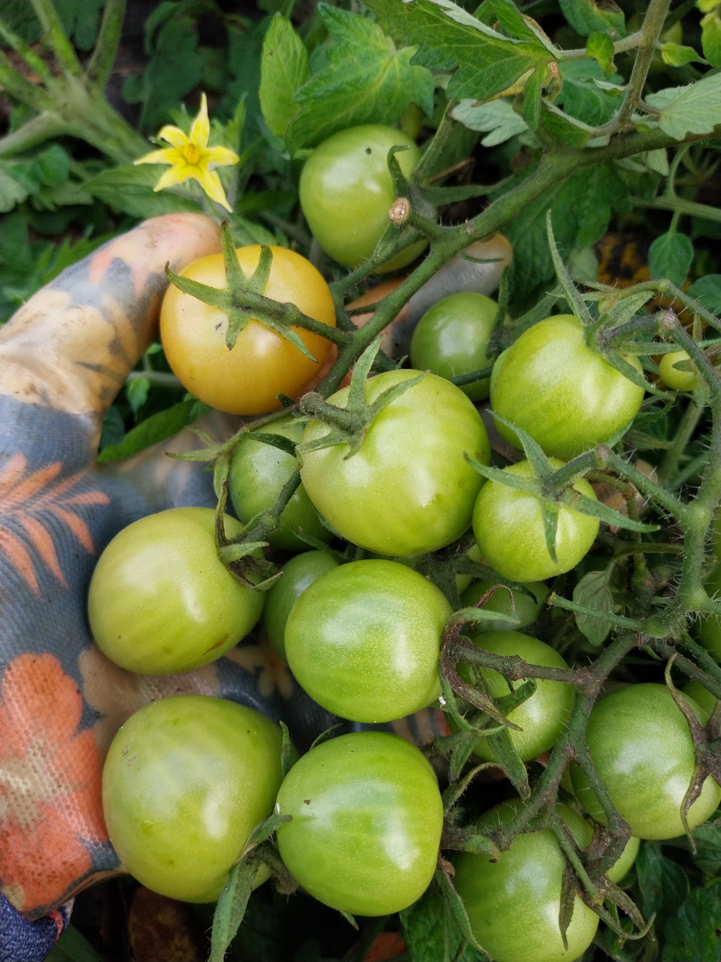 Green fried tomatoes :: Homemade Homegrown by Bianca