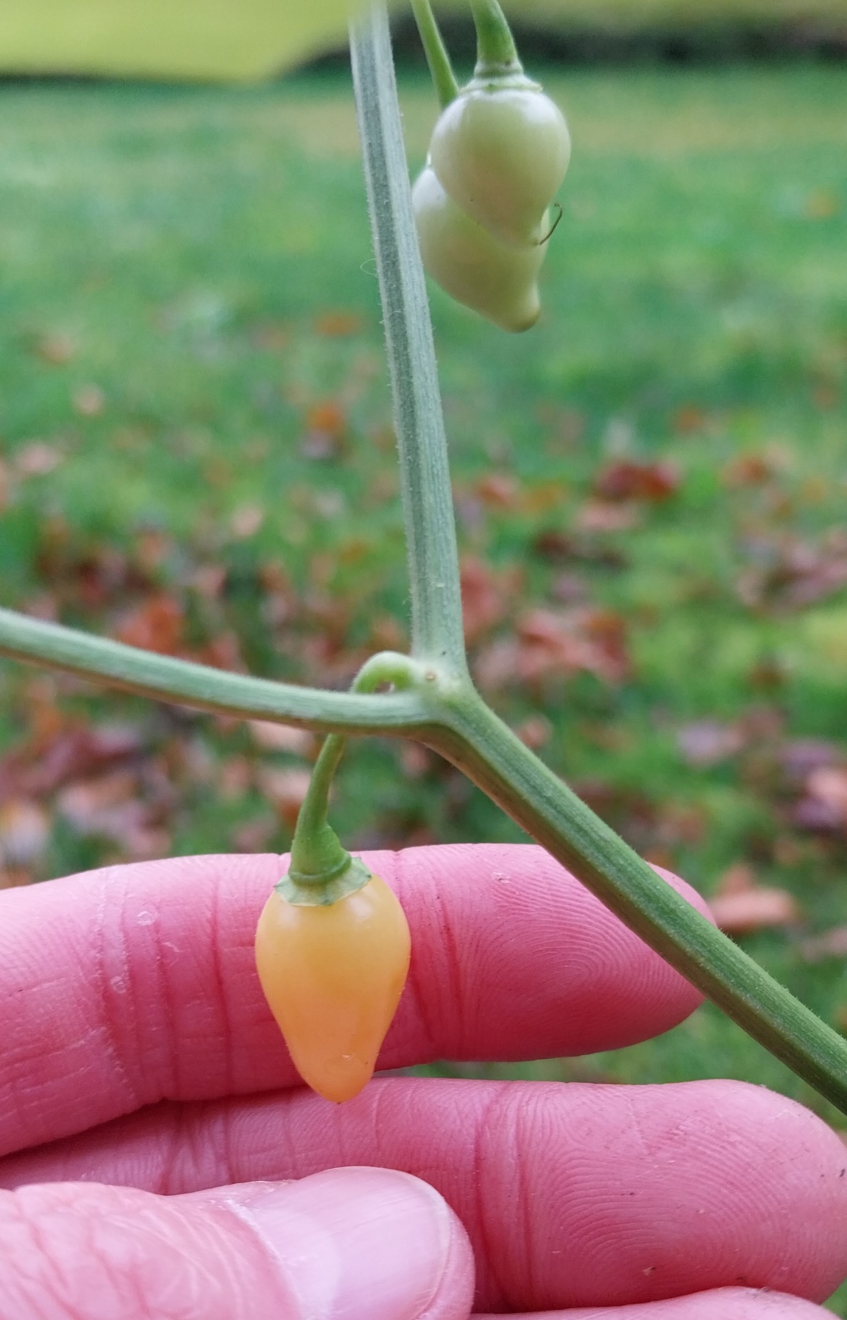 Pepers :: Homemade Homegrown by Bianca