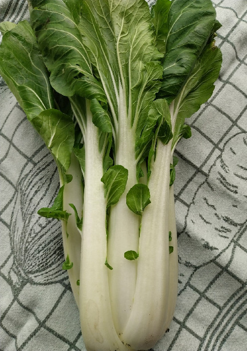 Paksoi :: Homemade Homegrown by Bianca