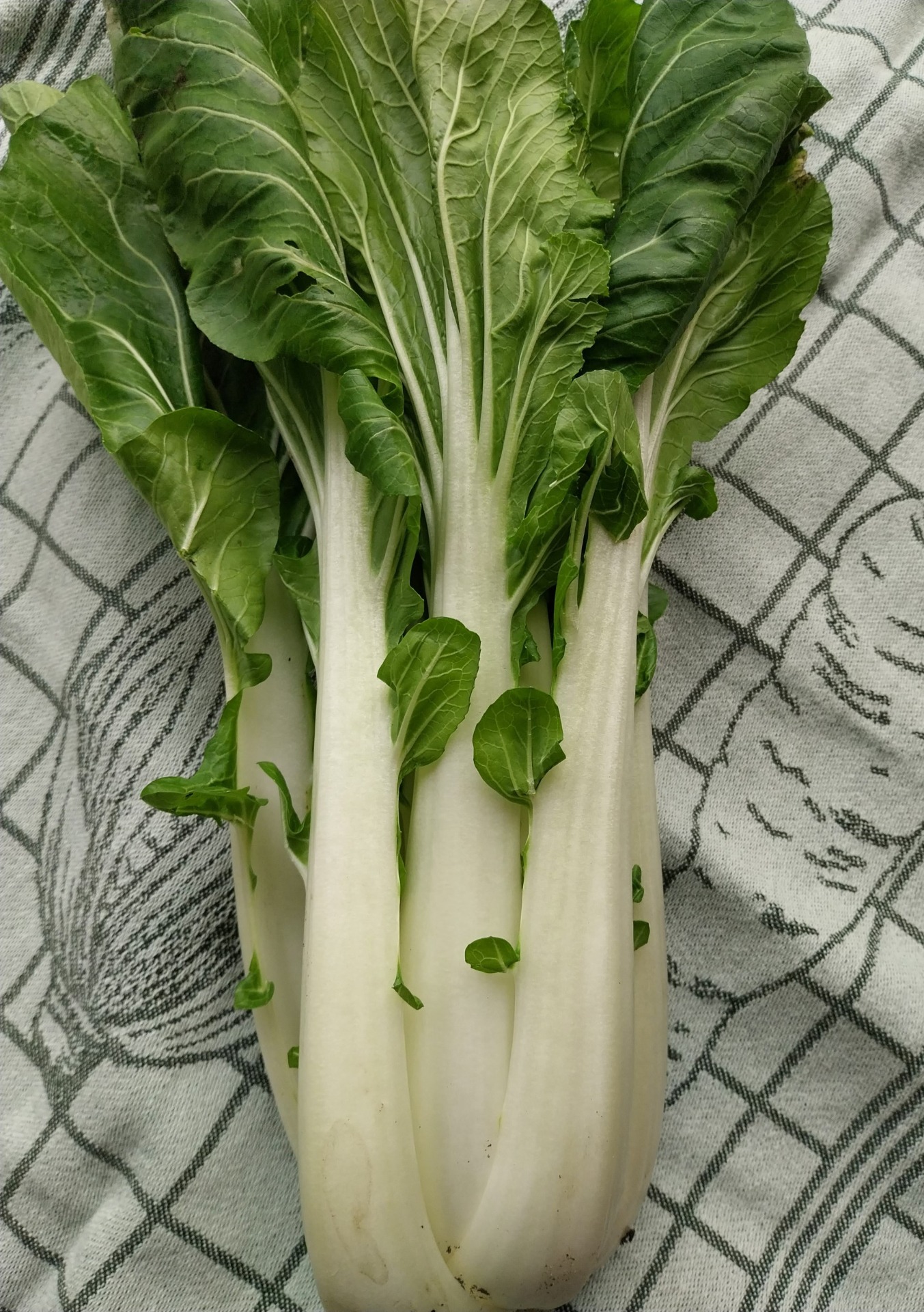 Paksoi :: Homemade Homegrown by Bianca